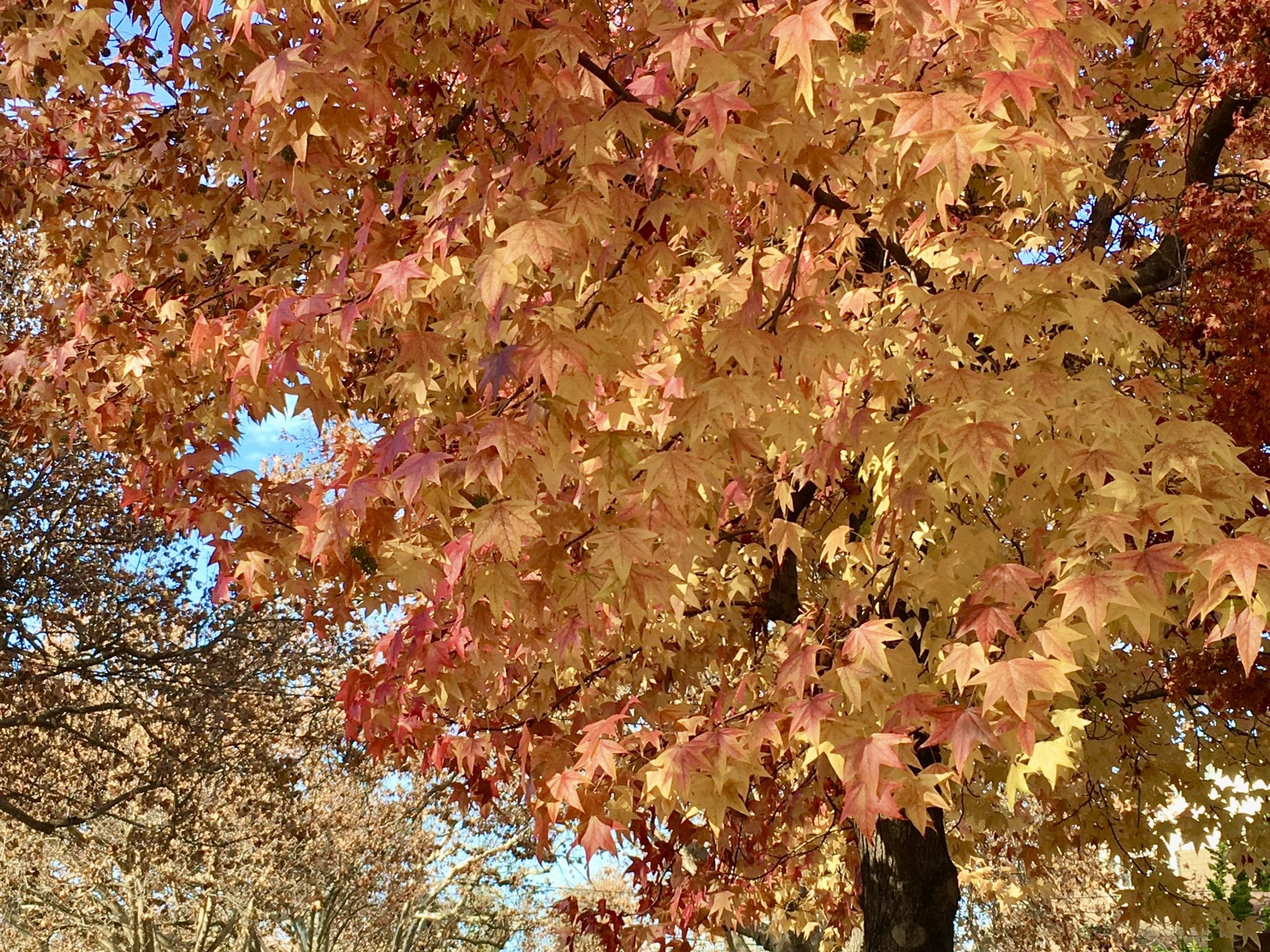 The Miracle of Nature as fall arrives in Marin Couny, California ...