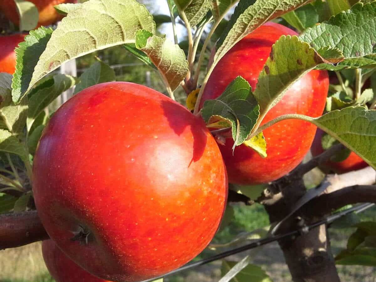 Ravenskill Orchards on Gabriola Island – Growing Heirloom Apples on ...