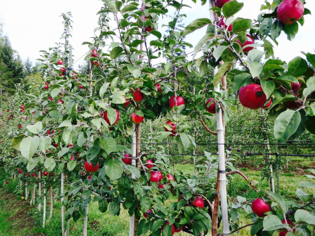Ravenskill Orchards on Gabriola Island – Growing Heirloom Apples on ...