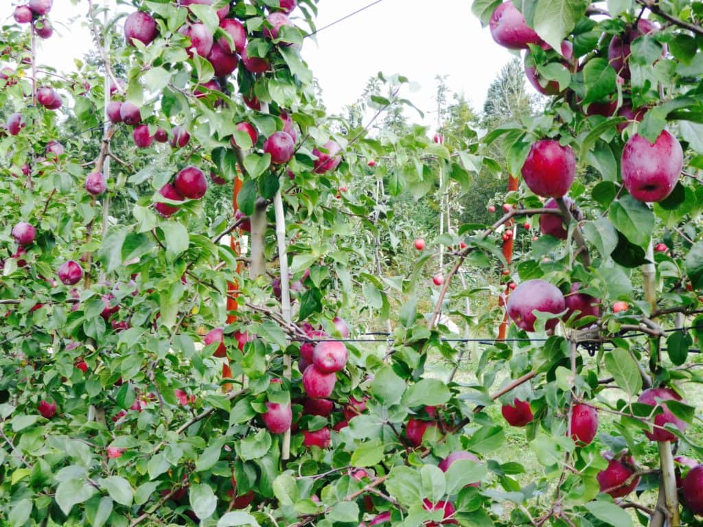 Ravenskill Orchards on Gabriola Island – Growing Heirloom Apples on ...