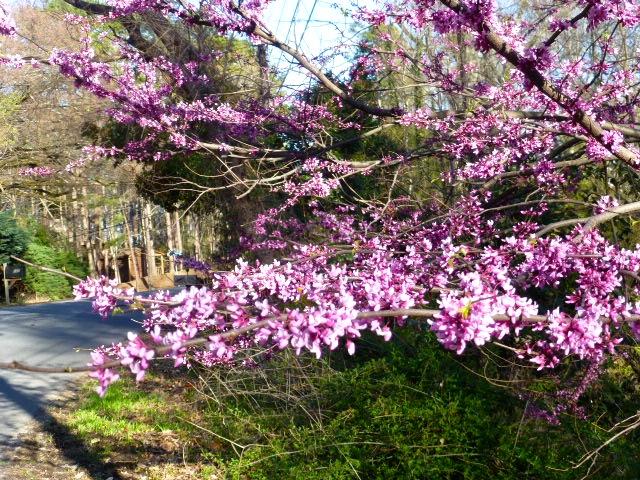 Spring Bursts into Bloom in North Carolina - Phyl On The Go