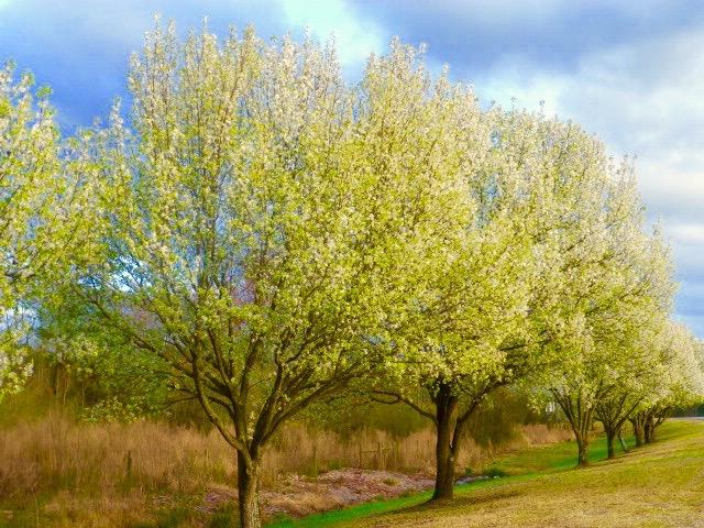 Spring Bursts into Bloom in North Carolina - Phyl On The Go