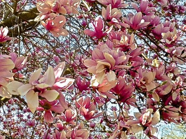 Spring Bursts into Bloom in North Carolina - Phyl On The Go