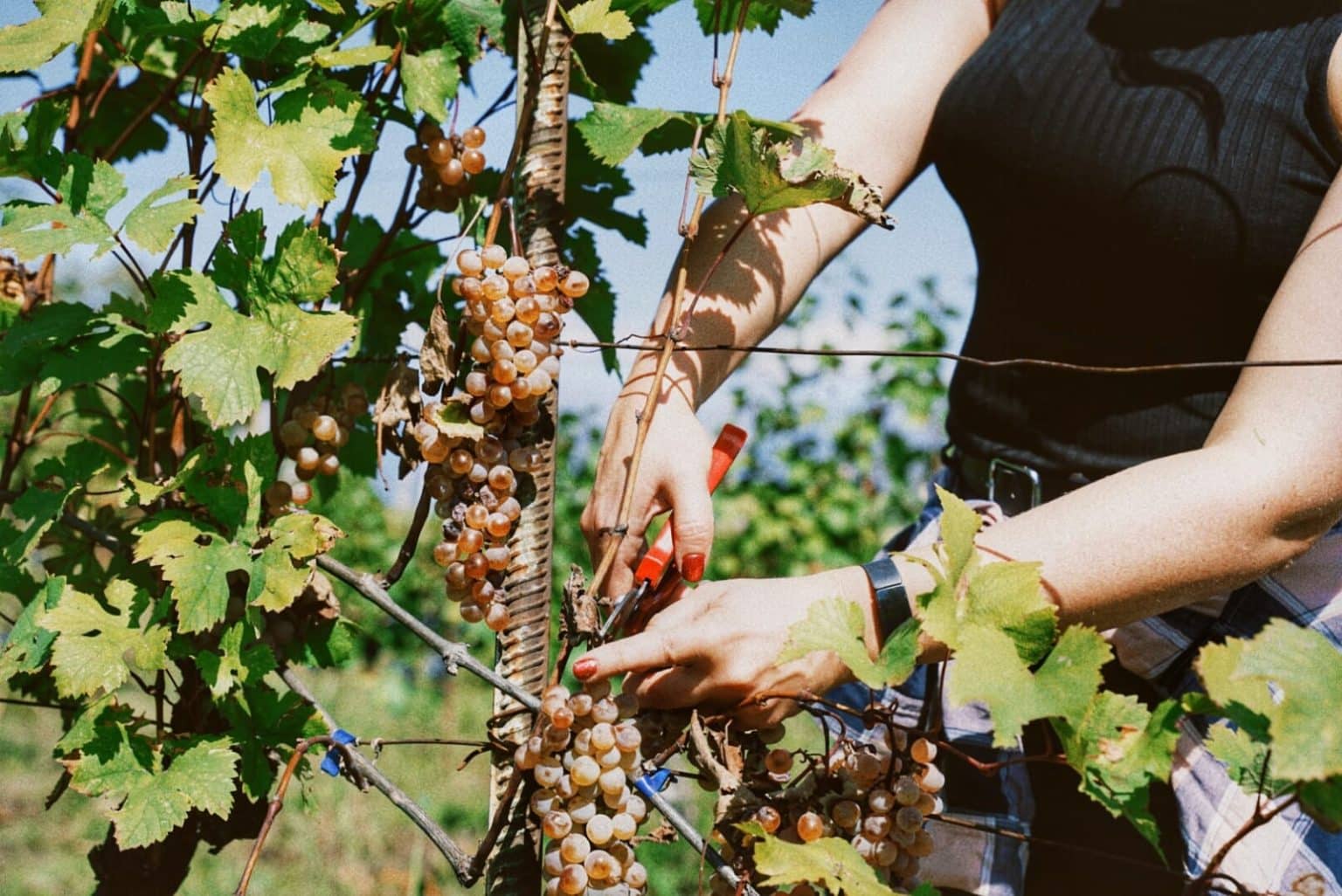 Georgia, The Cradle of Wine. - Phyl On The Go